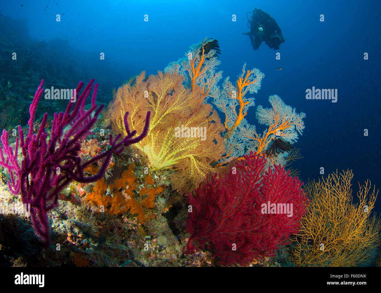 Colourful seascape and diver Stock Photo - Alamy