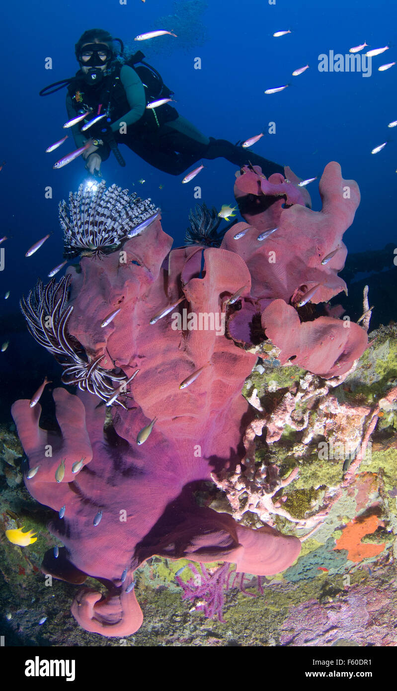Elephant sponge hi-res stock photography and images - Alamy