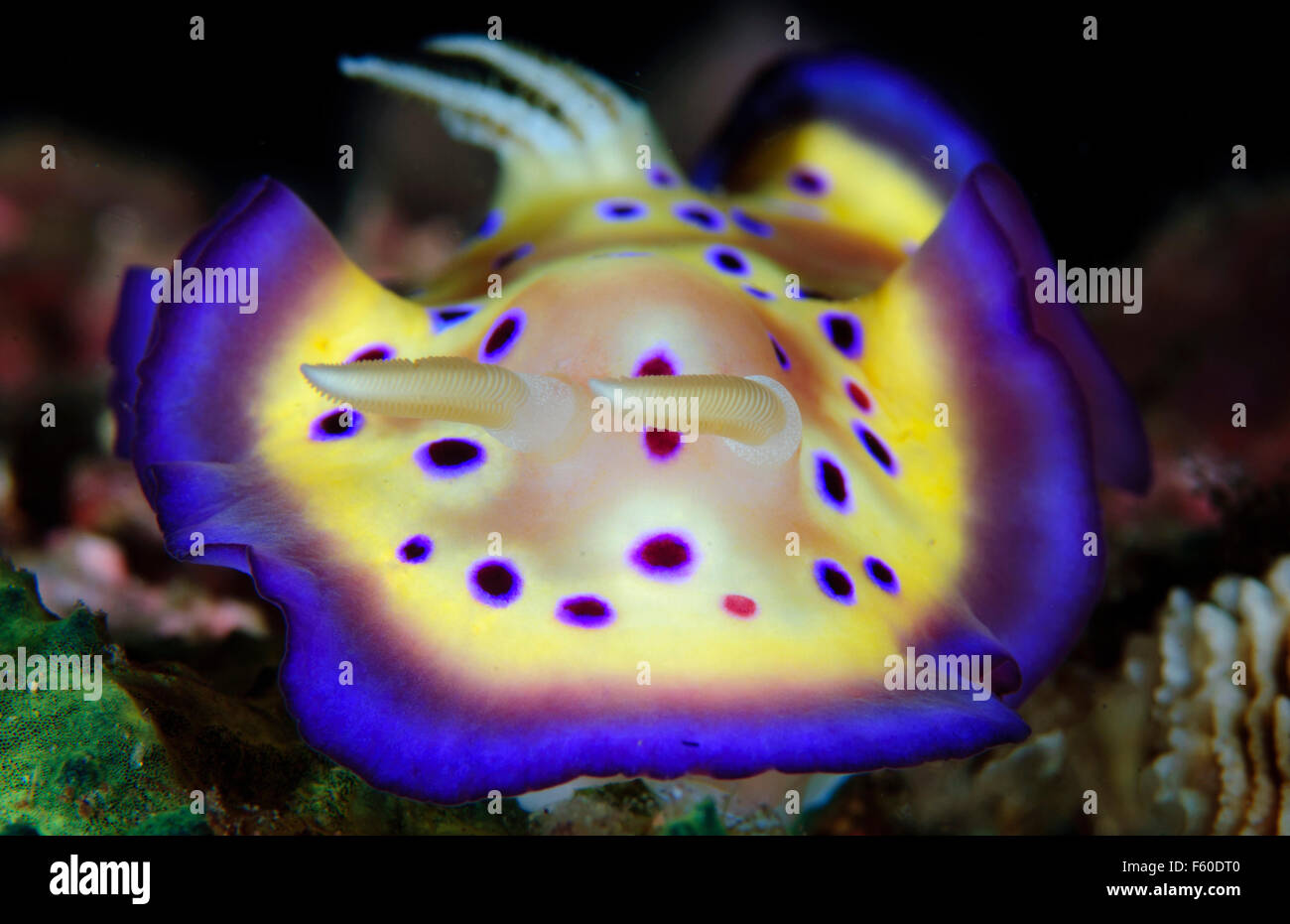 Nudibranch sea slug Stock Photo - Alamy
