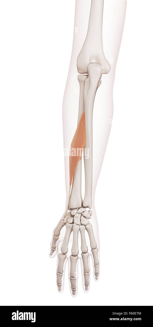 medically accurate muscle illustration of the abductor pollicis longus ...