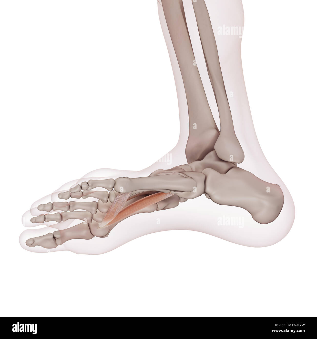medically accurate muscle illustration of the adductor hallucis Stock ...