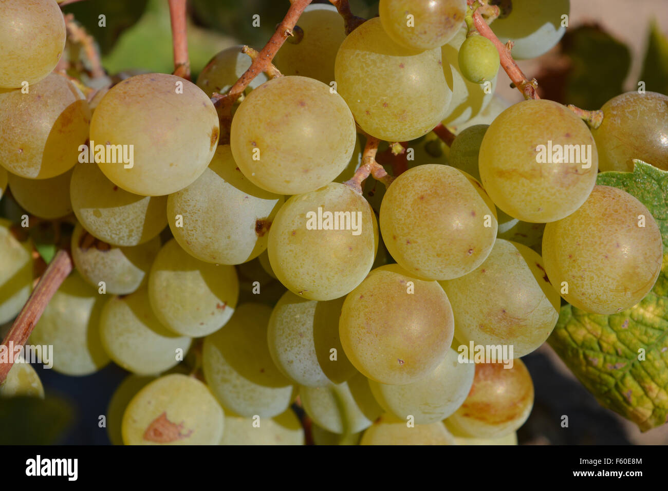 Muscat grapes ripening on the vine. Spain Stock Photo - Alamy