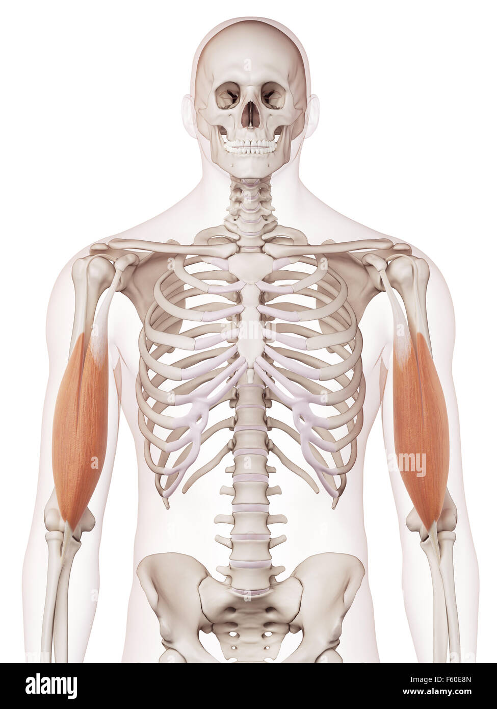 medically accurate muscle illustration of the biceps Stock Photo - Alamy