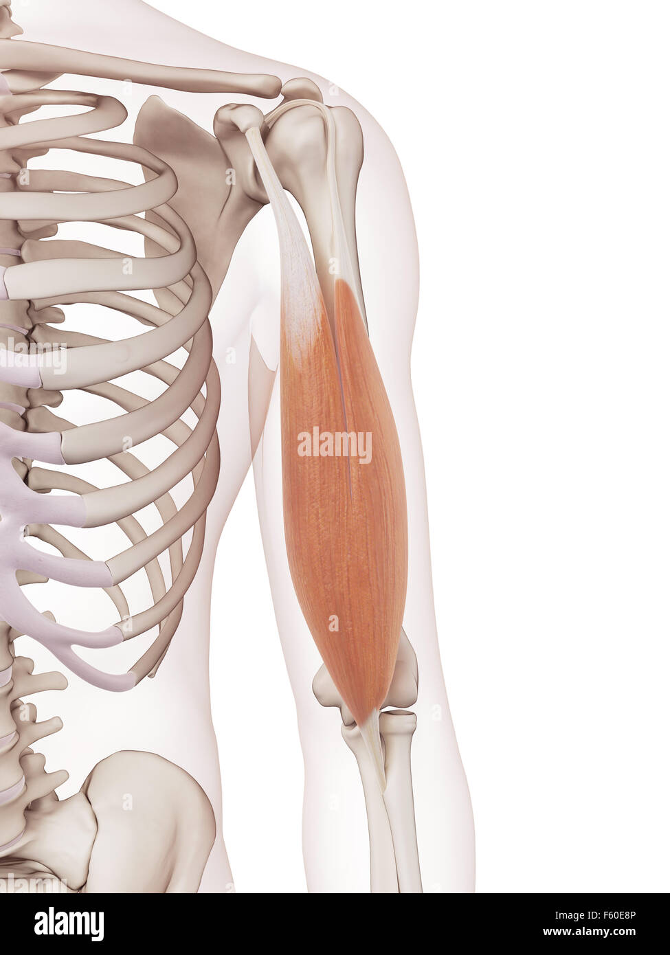 medically accurate muscle illustration of the biceps Stock Photo - Alamy