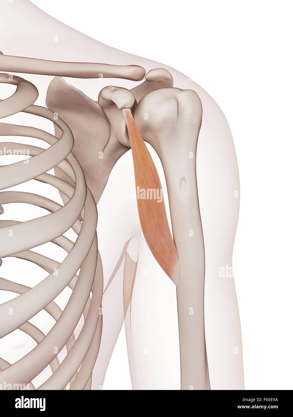 Coracobrachialis hi-res stock photography and images - Alamy