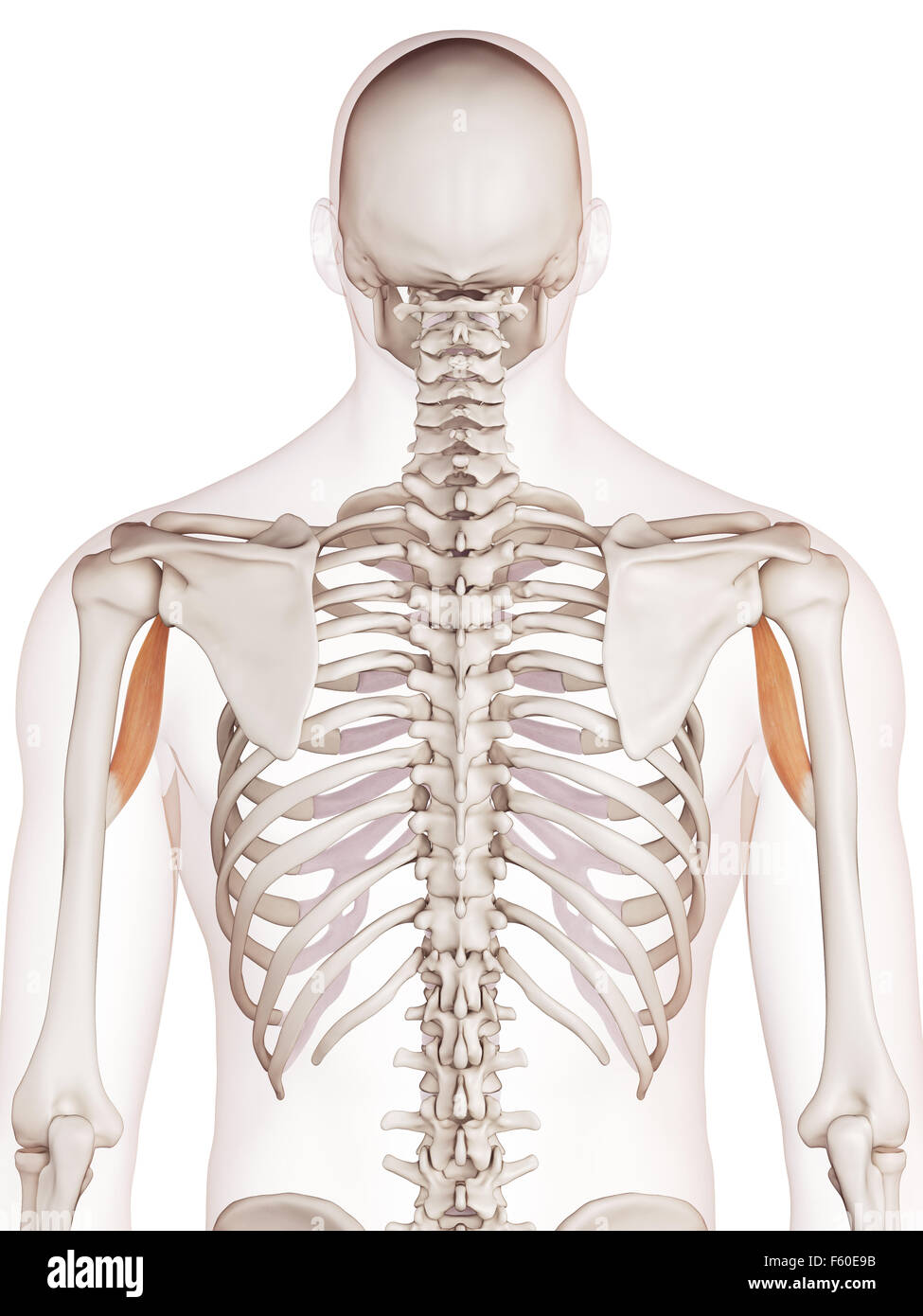 Coracobrachialis hi-res stock photography and images - Alamy