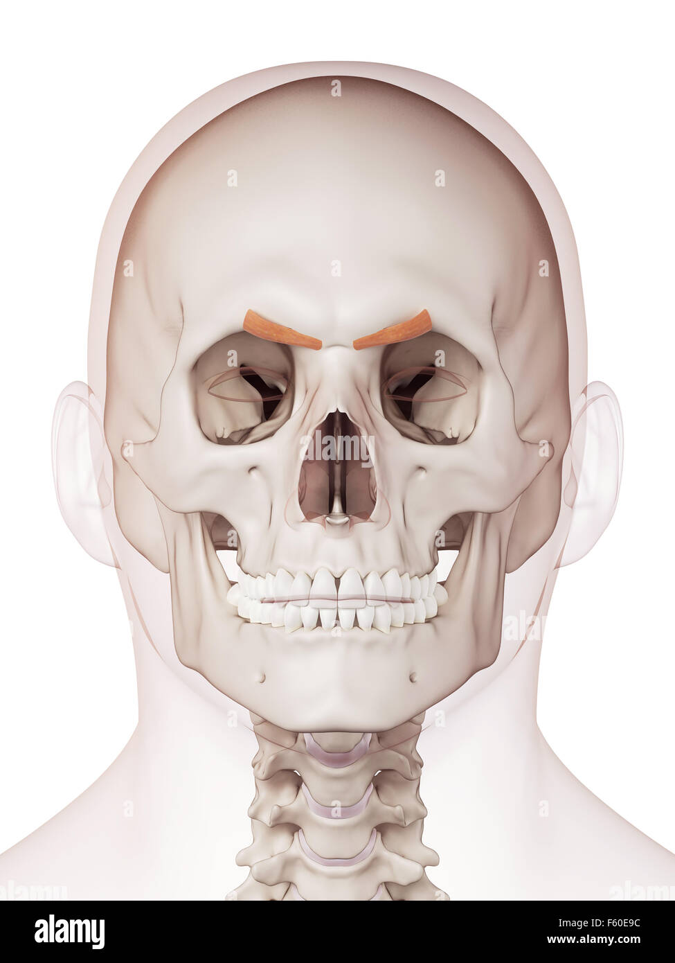 medically accurate muscle illustration of the corrugator supercilii ...