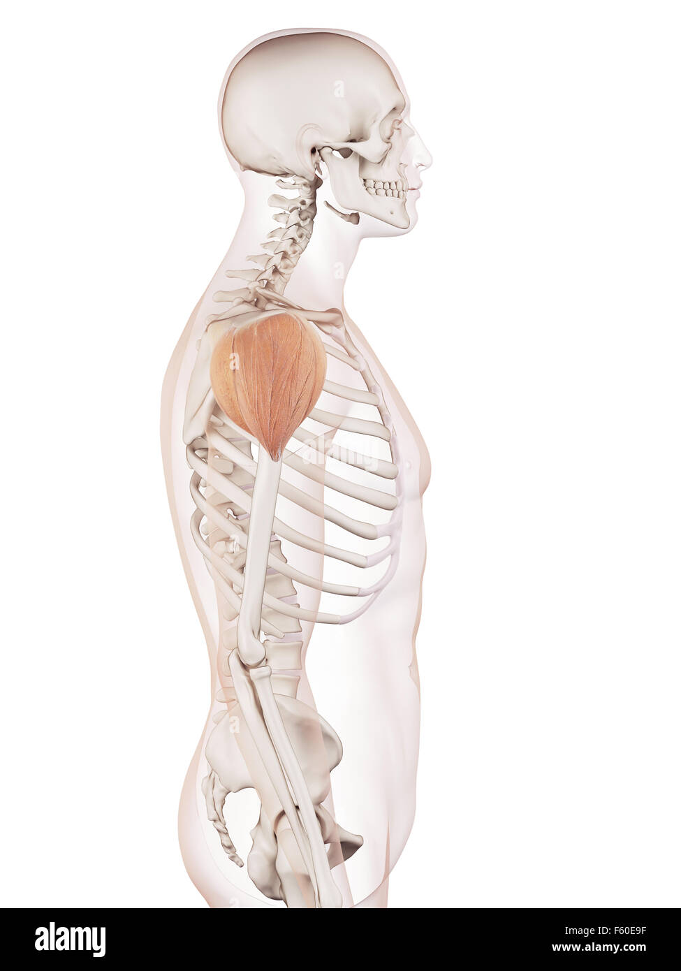 medically accurate muscle illustration of the deltoid Stock Photo - Alamy
