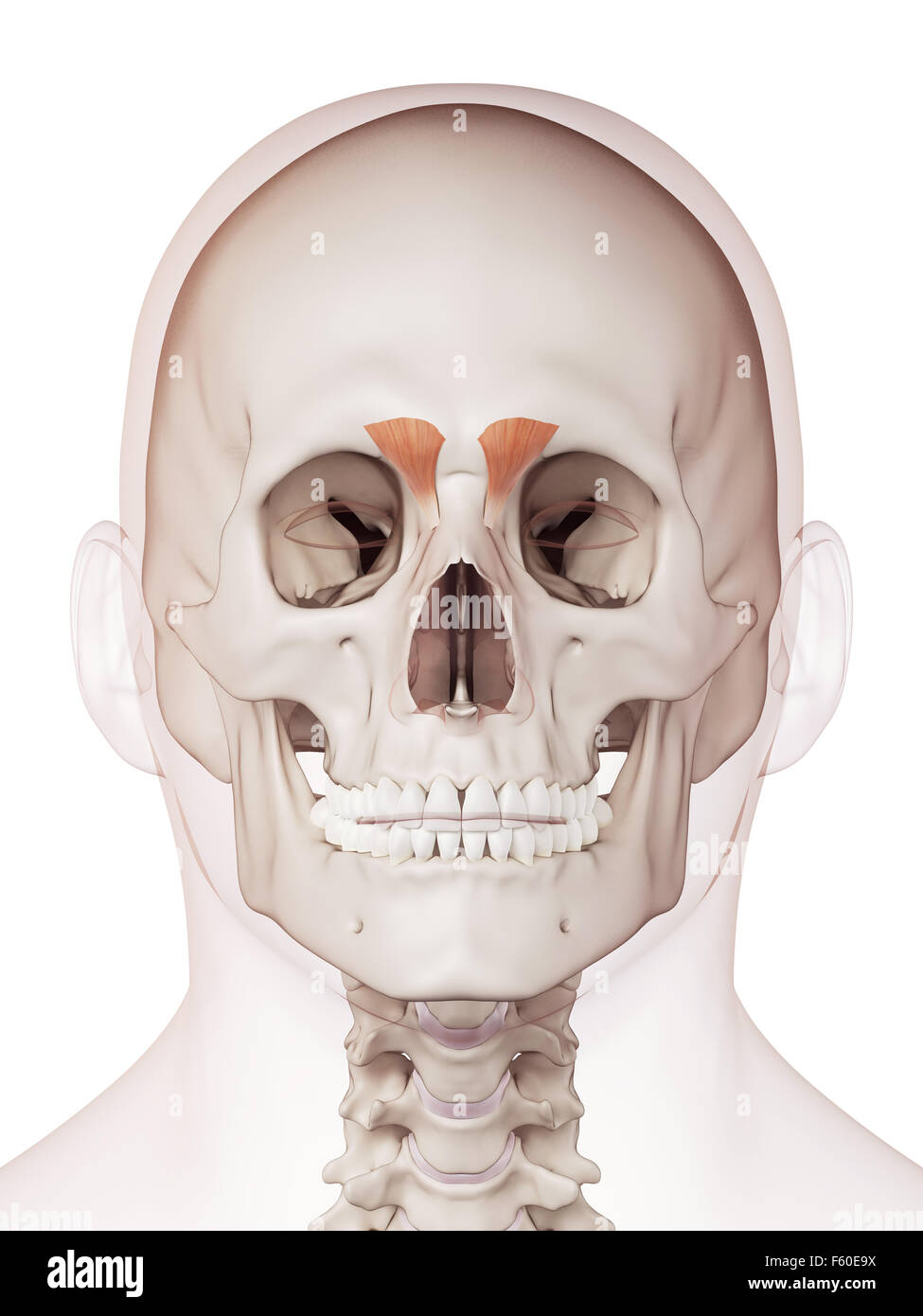 medically accurate muscle illustration of the depressor supercilii ...