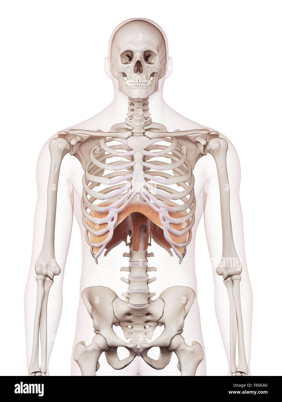 Diaphragm hi-res stock photography and images - Alamy