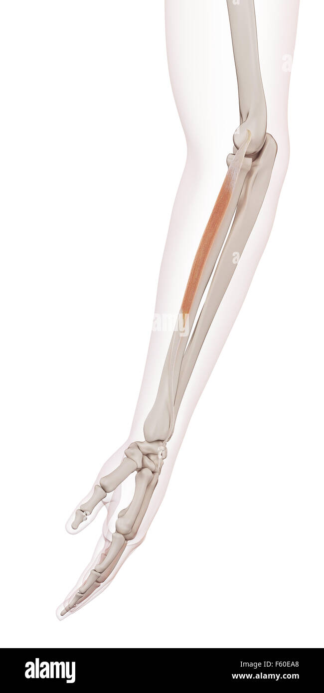 medically accurate muscle illustration of the extensor carpi radialis ...