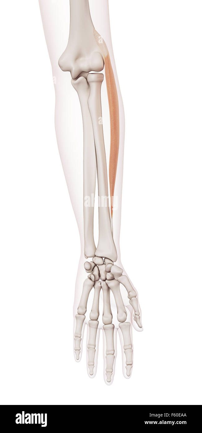 medically accurate muscle illustration of the extensor carpi radialis ...