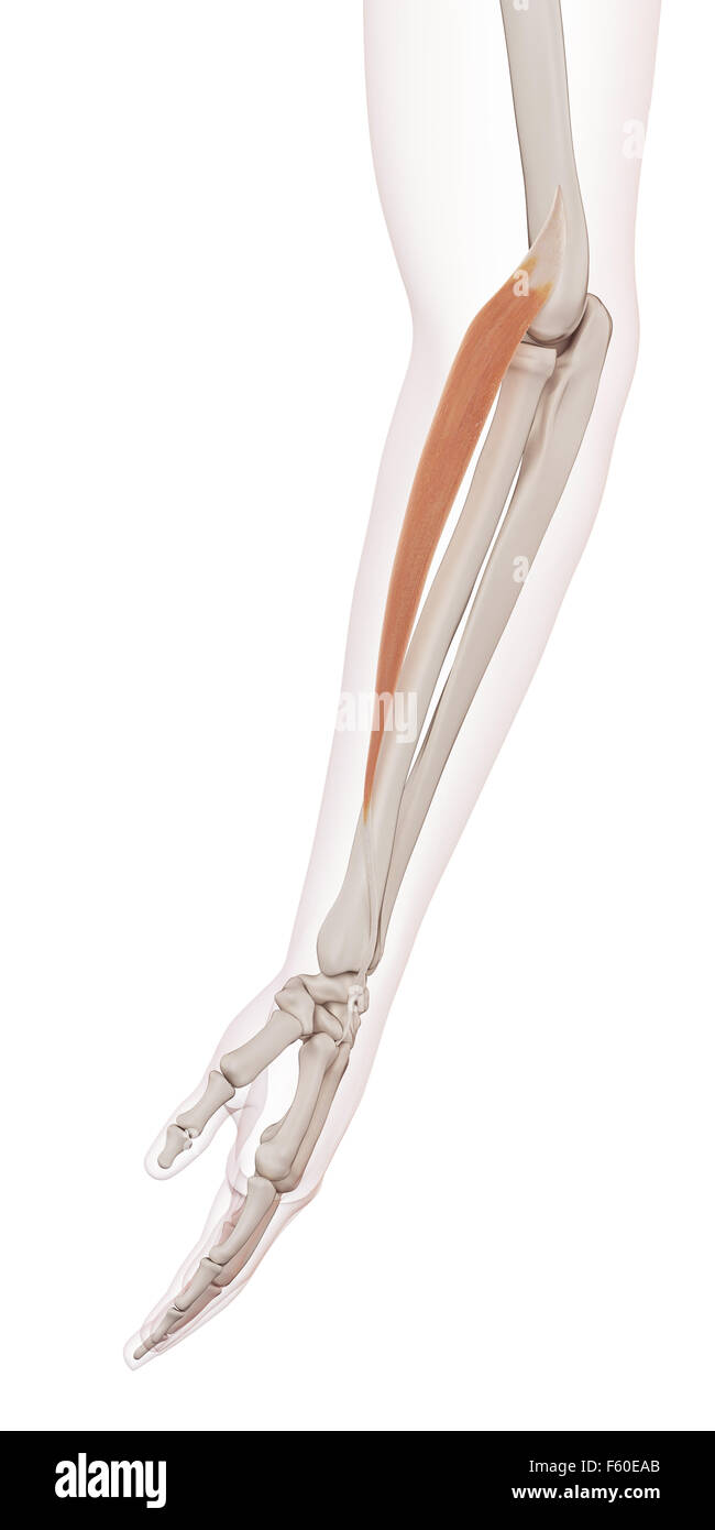 medically accurate muscle illustration of the extensor carpi radialis ...