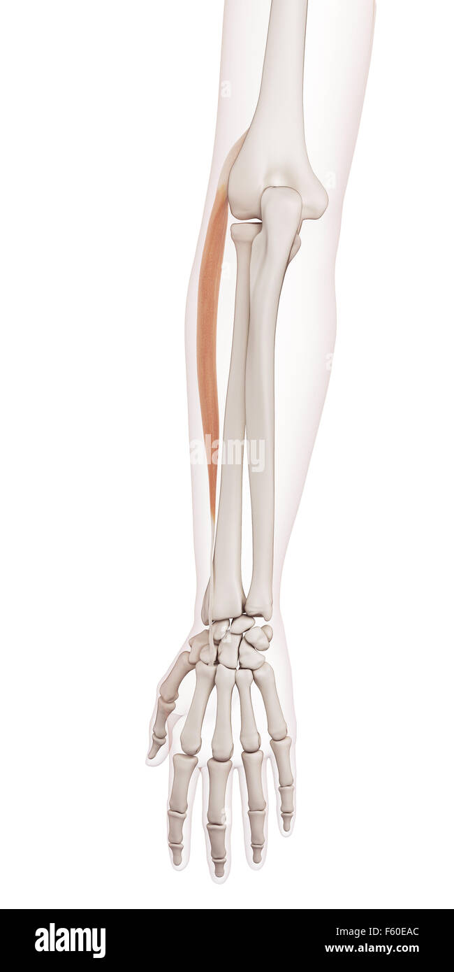 medically accurate muscle illustration of the extensor carpi radialis ...