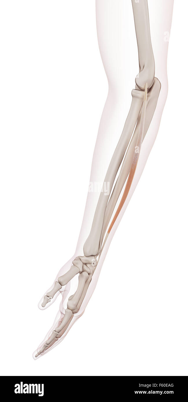medically accurate muscle illustration of the extensor digiti minimi ...