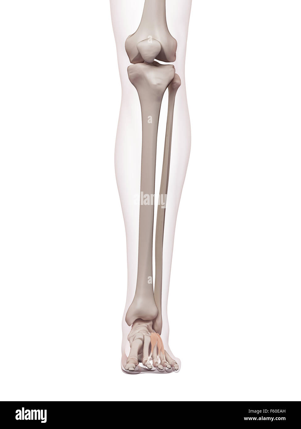 medically accurate muscle illustration of the extensor digitorum brevis ...