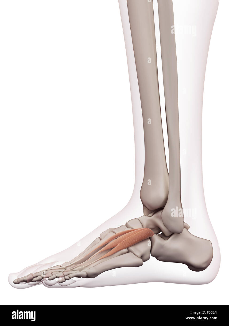 Extensor digitorum brevis hi-res stock photography and images - Alamy