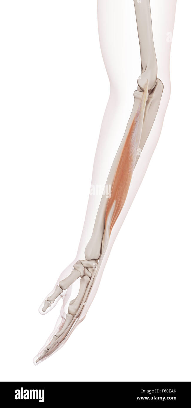 Extensor Digitorum Of Hand High Resolution Stock Photography and Images ...