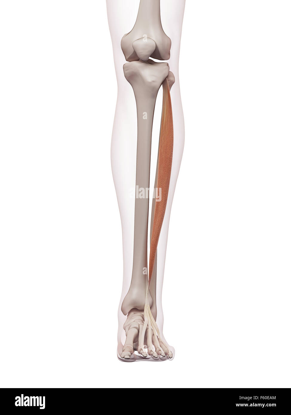 medically accurate muscle illustration of the extensor digitorum longus ...