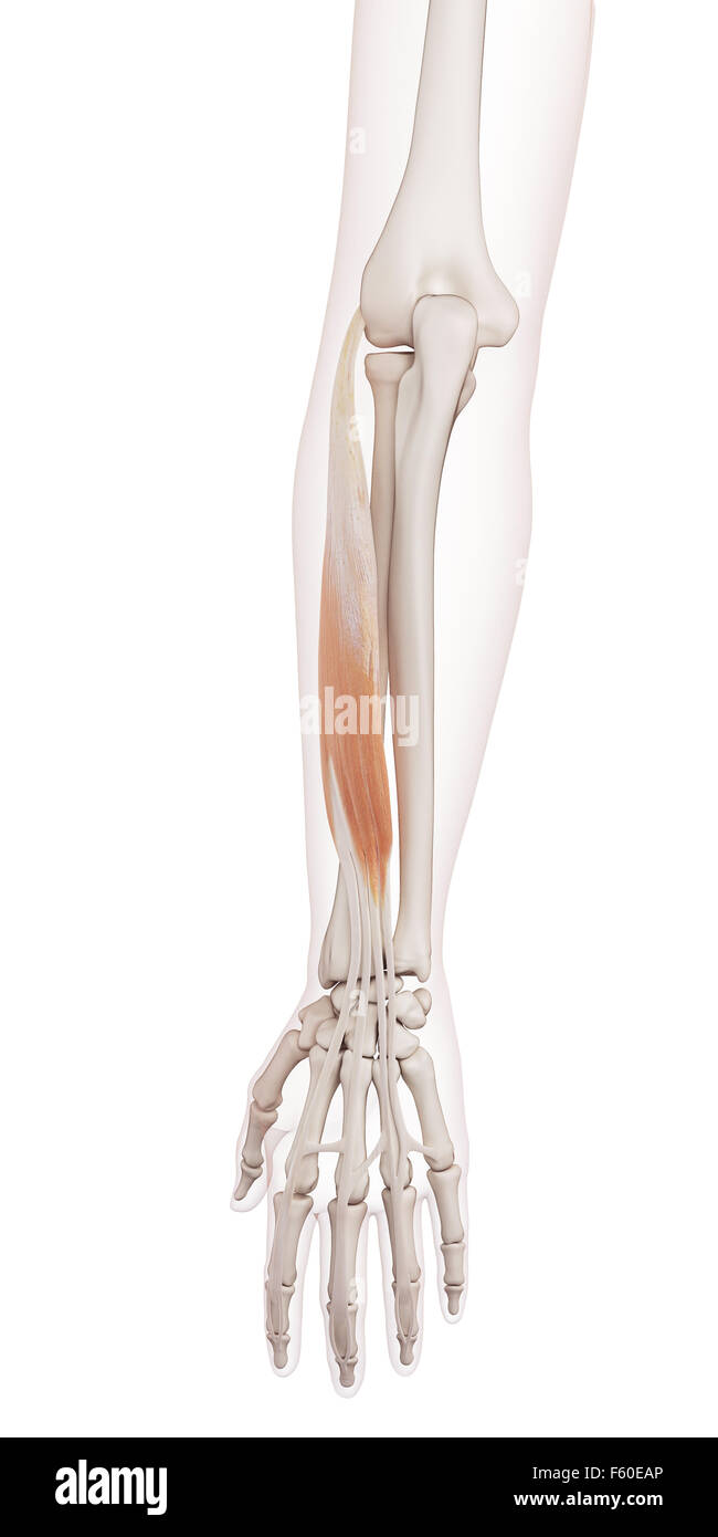 Extensor digitorum of hand hi-res stock photography and images - Alamy