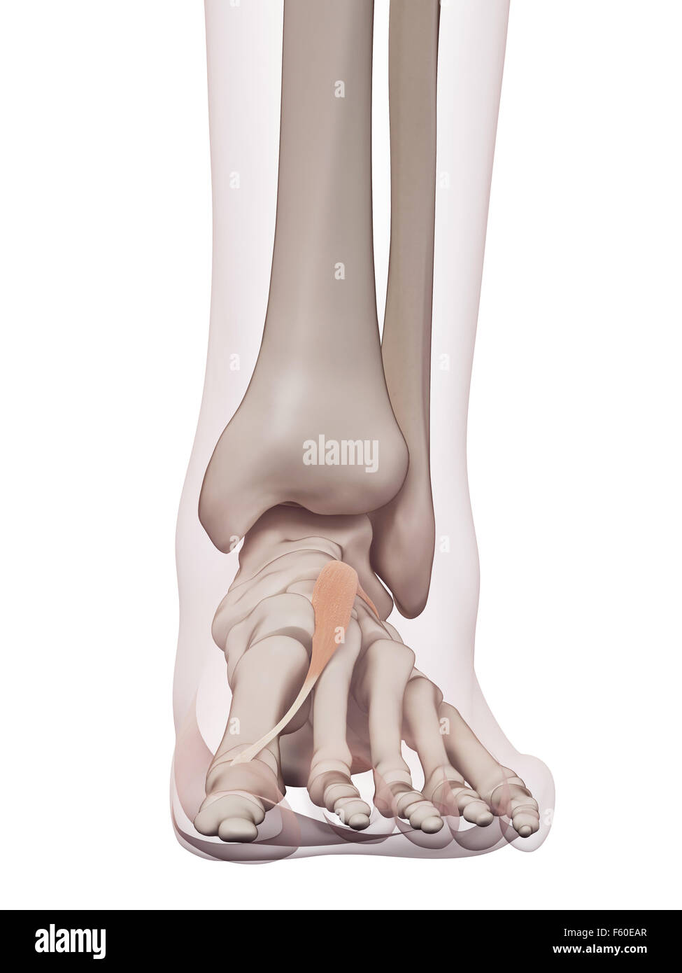 medically accurate muscle illustration of the hallucis brevis Stock ...