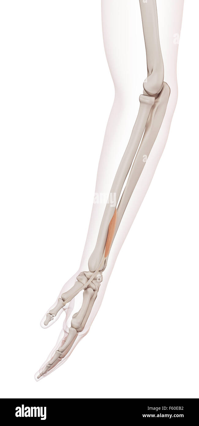 Extensor Pollicis Brevis Muscle