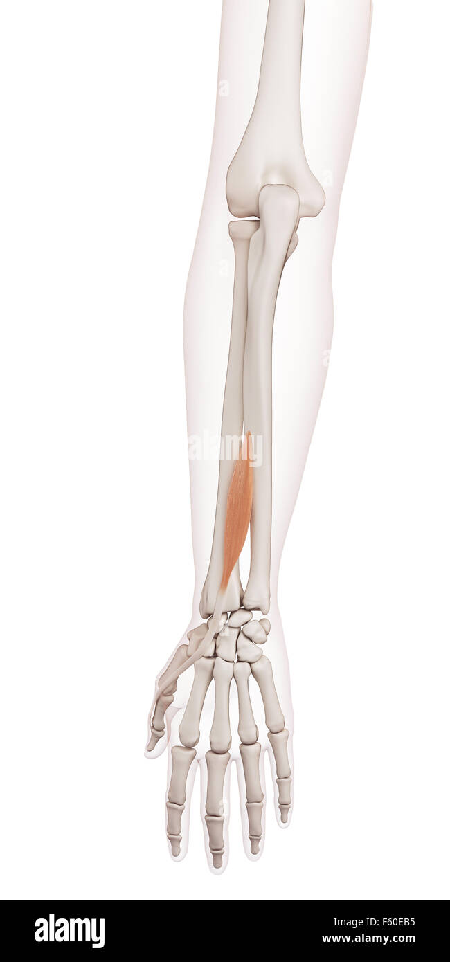 medically accurate muscle illustration of the extensor pollicis longus ...