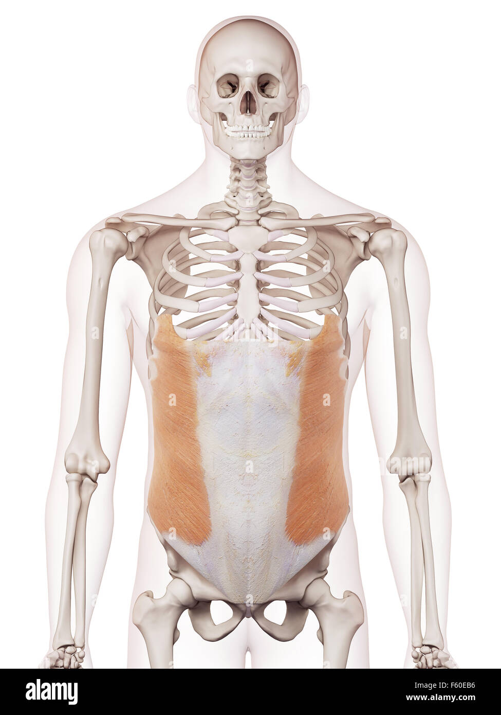 External Oblique Muscle Stock Photos & External Oblique Muscle Stock ...