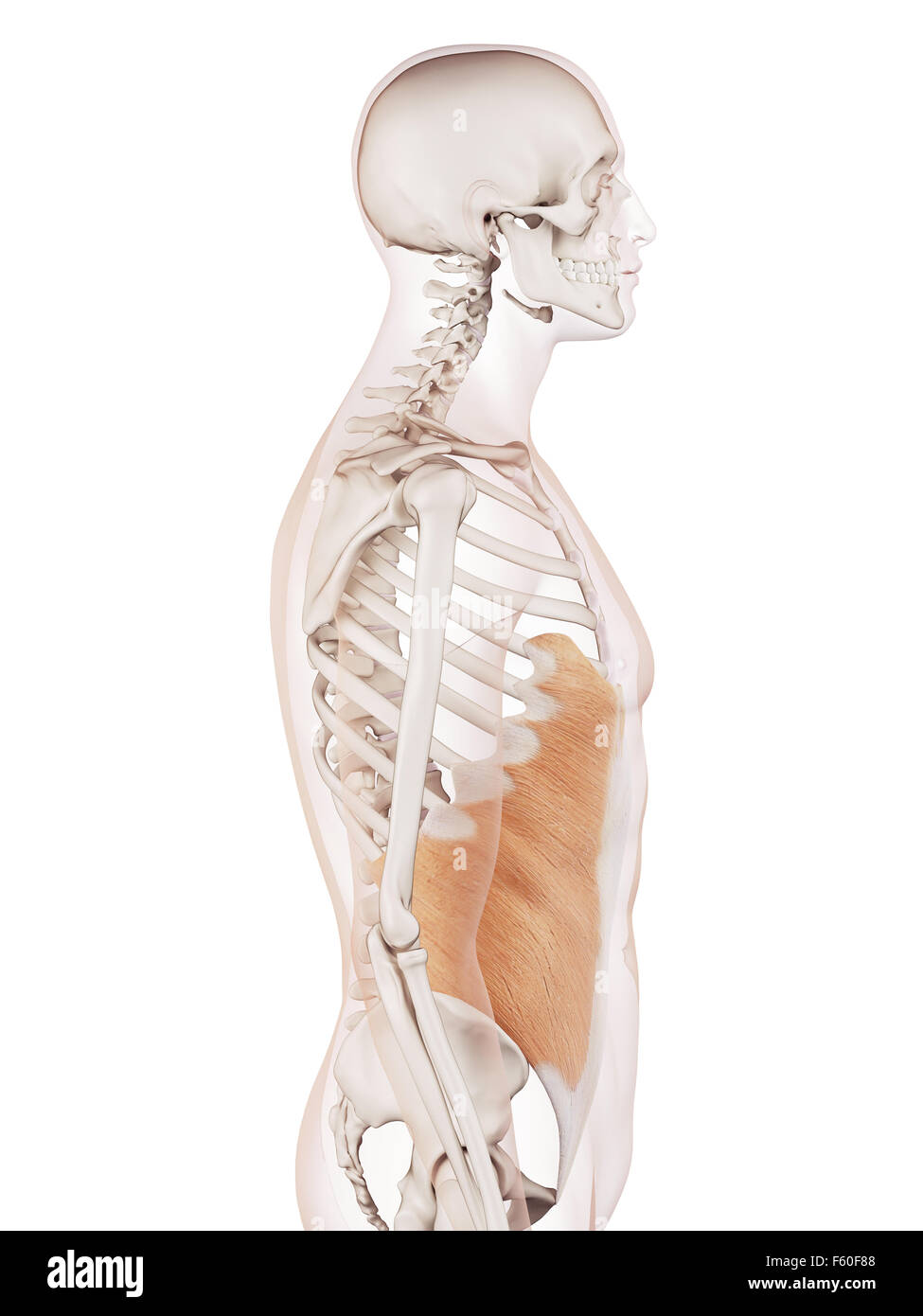 medically accurate muscle illustration of the external oblique Stock ...