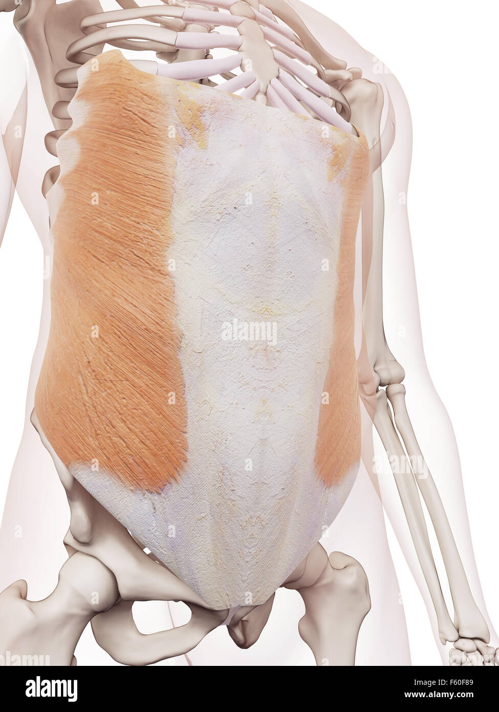 medically accurate muscle illustration of the external oblique Stock ...