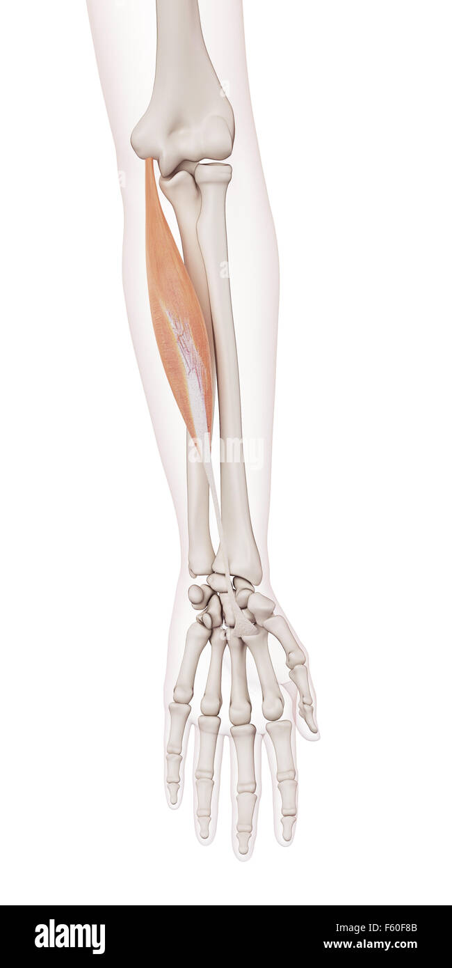 Flexor carpi radialis hi-res stock photography and images - Alamy