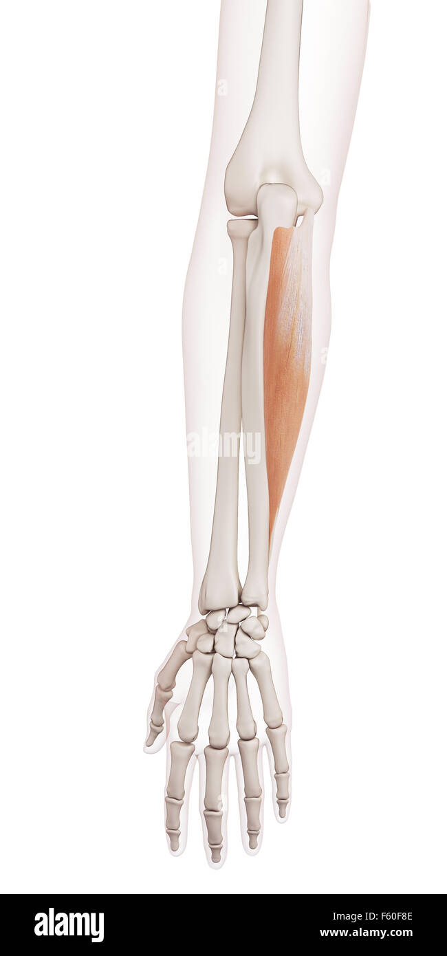 Flexor carpi ulnaris hi-res stock photography and images - Alamy