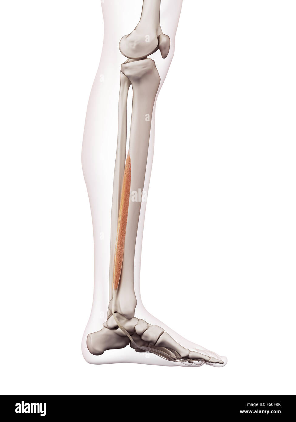 Flexor digitorum longus hi-res stock photography and images - Alamy