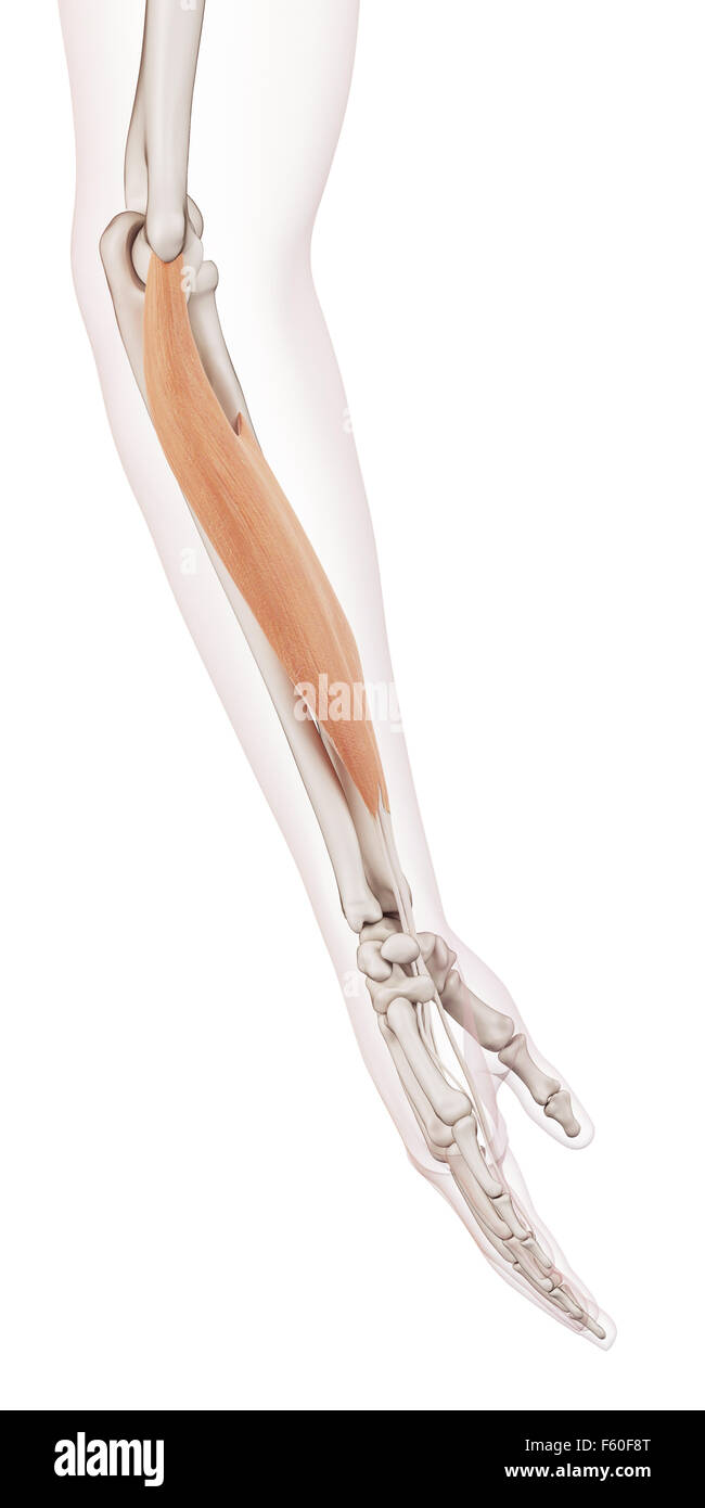Flexor digitorum superficialis hi-res stock photography and images - Alamy