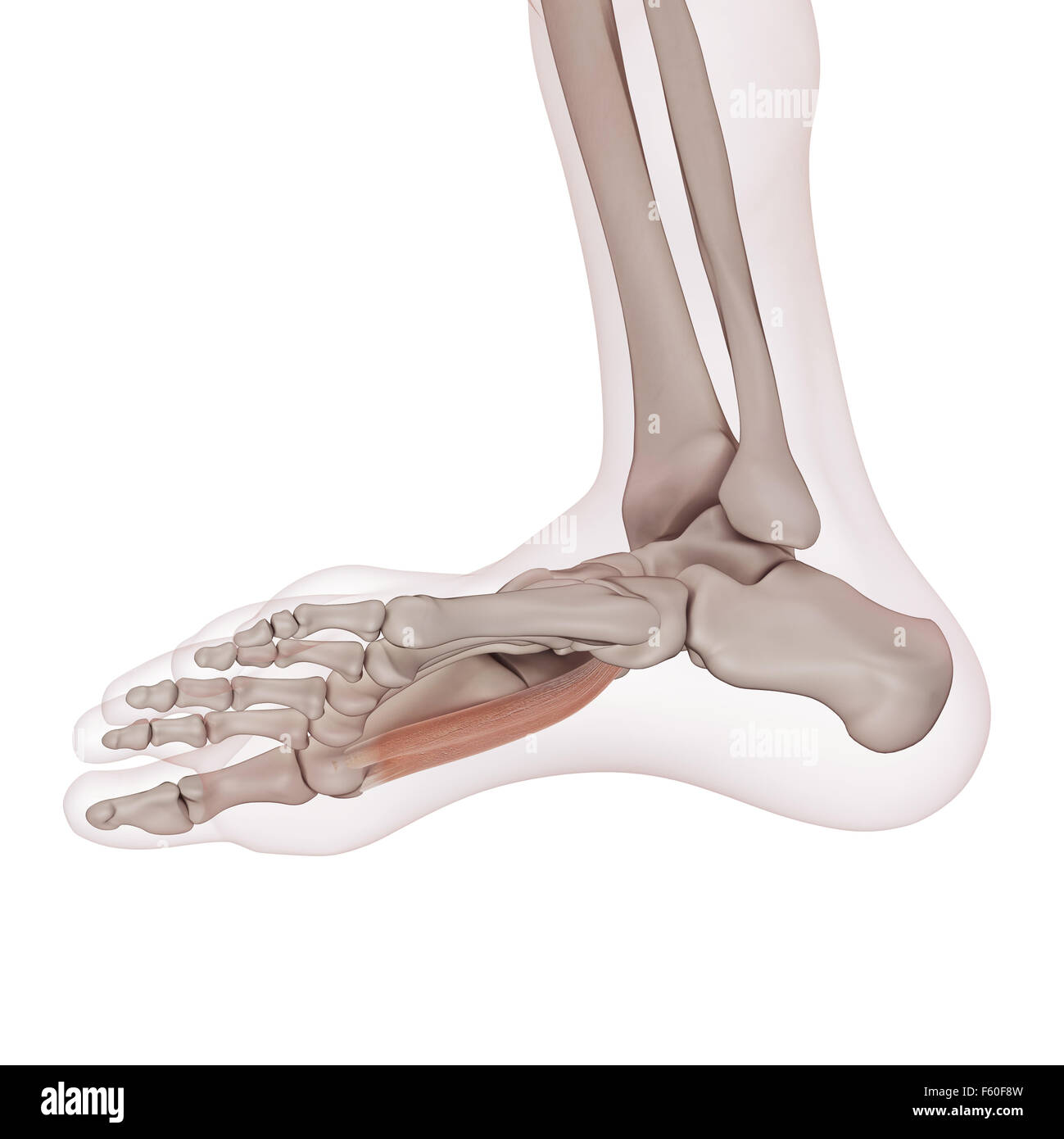 Flexor hallucis brevis hi-res stock photography and images - Alamy