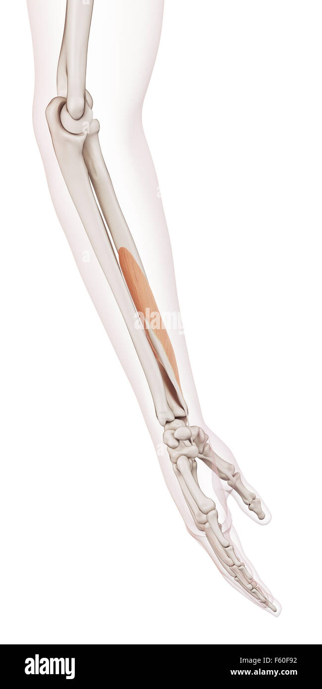 medically accurate muscle illustration of the flexor pollicis longus ...