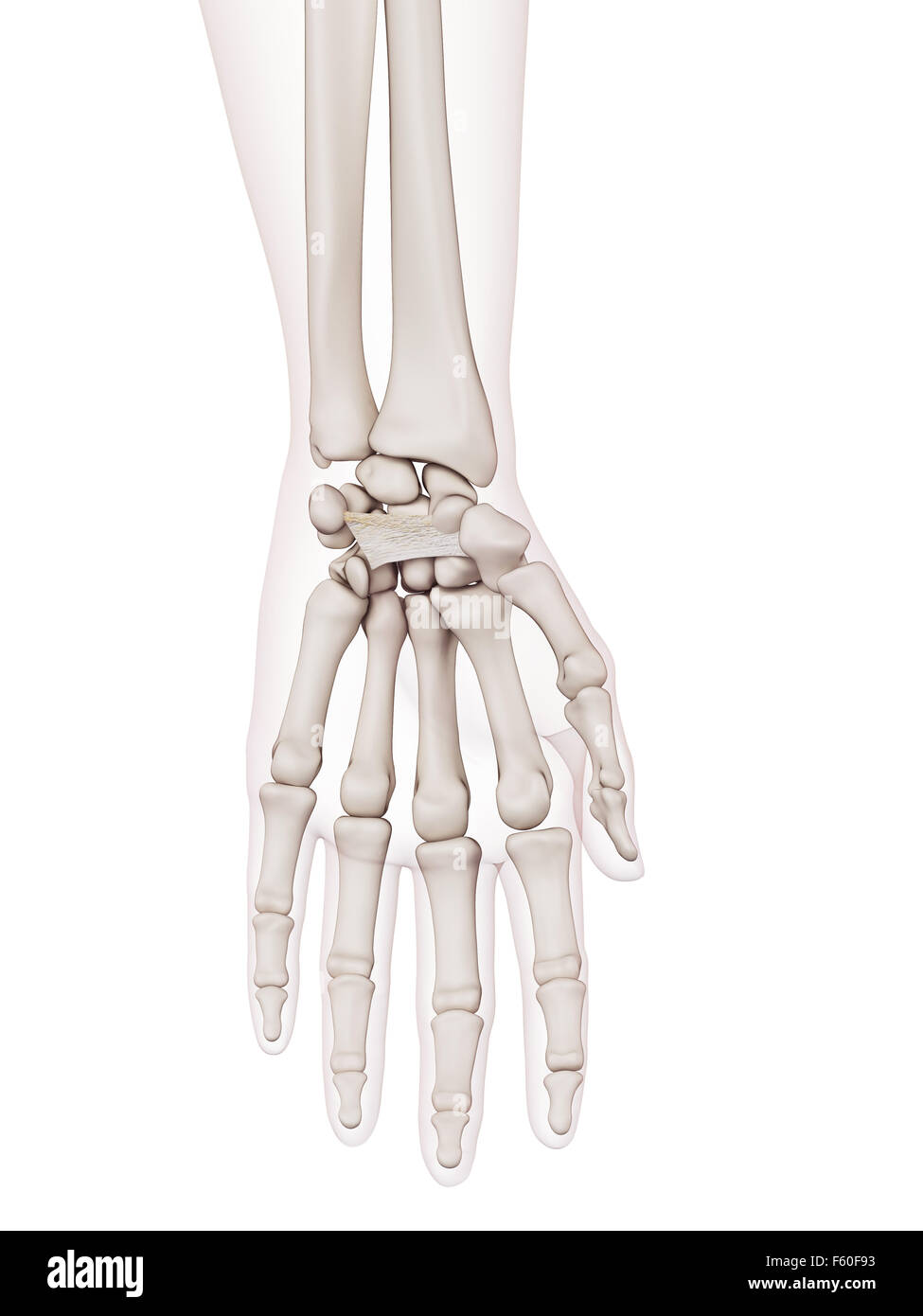 medically accurate muscle illustration of the flexor retinaculum Stock ...