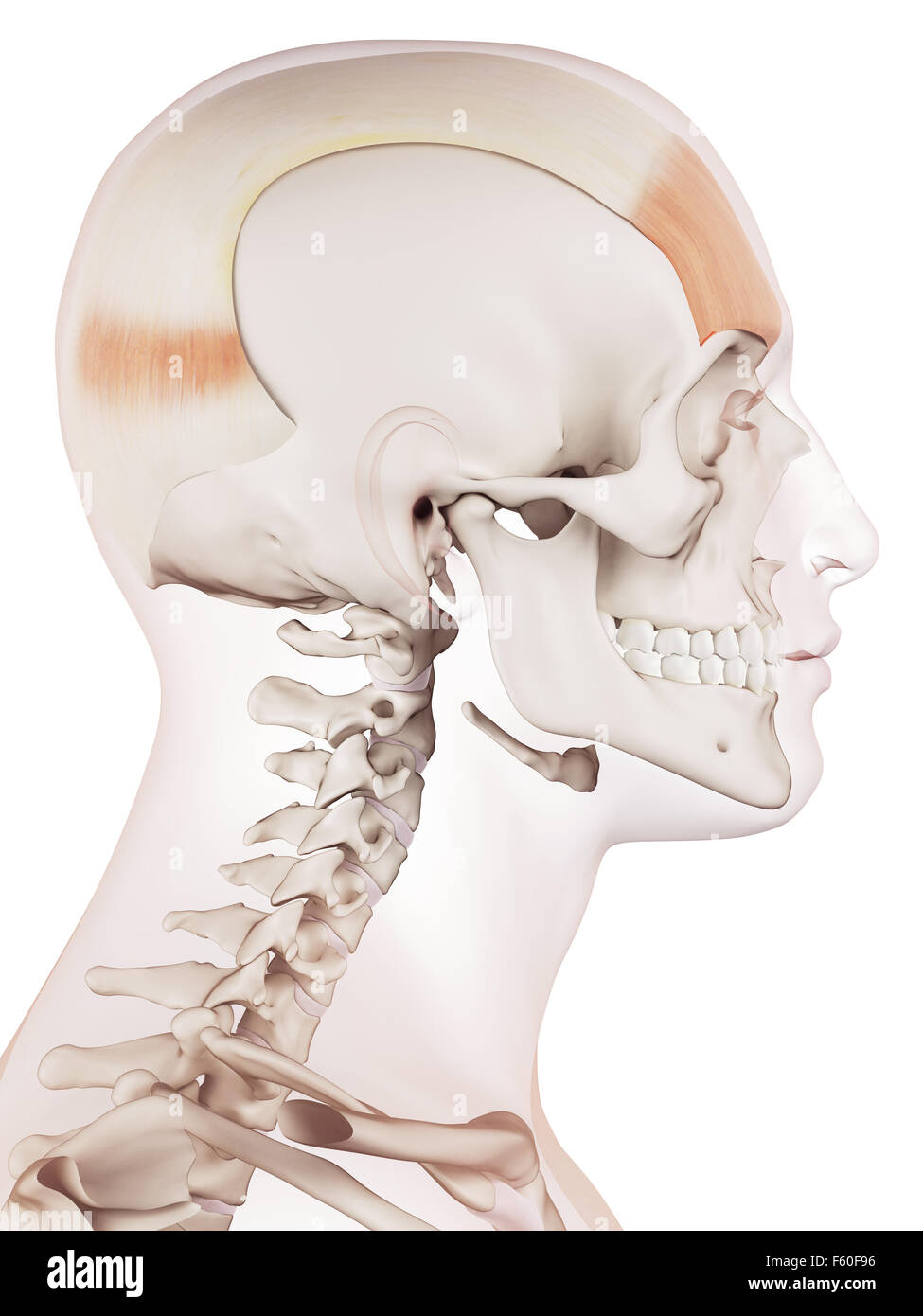 medically accurate muscle illustration of the frontalis Stock Photo - Alamy