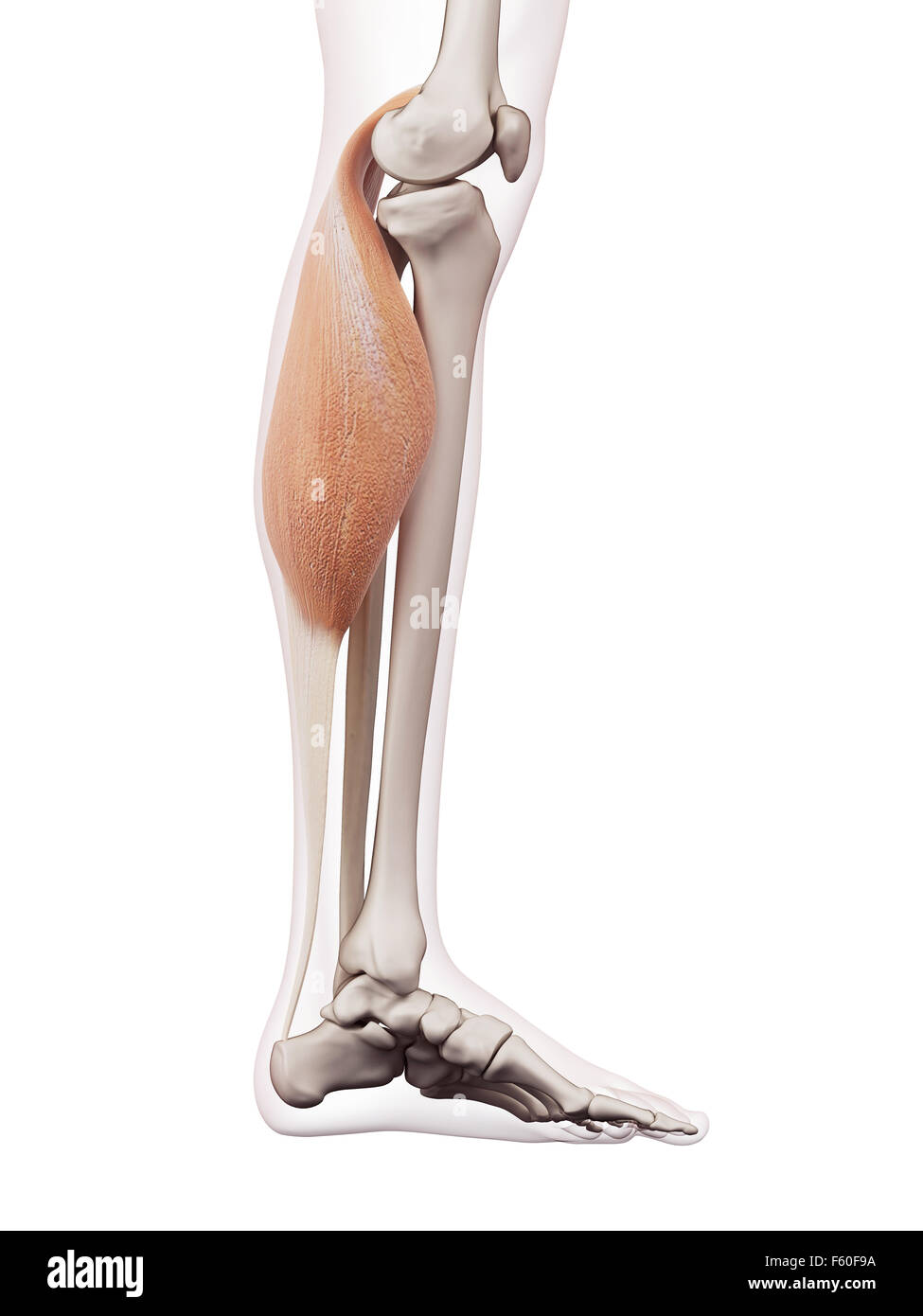 medically accurate muscle illustration of the gastrocnemius Stock Photo ...