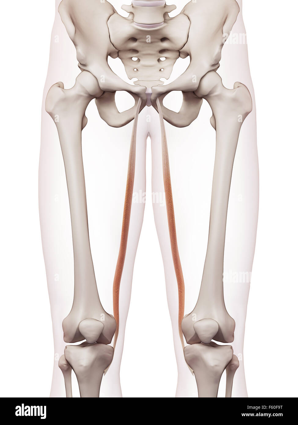 Gracilis Muscle High Resolution Stock Photography and Images - Alamy