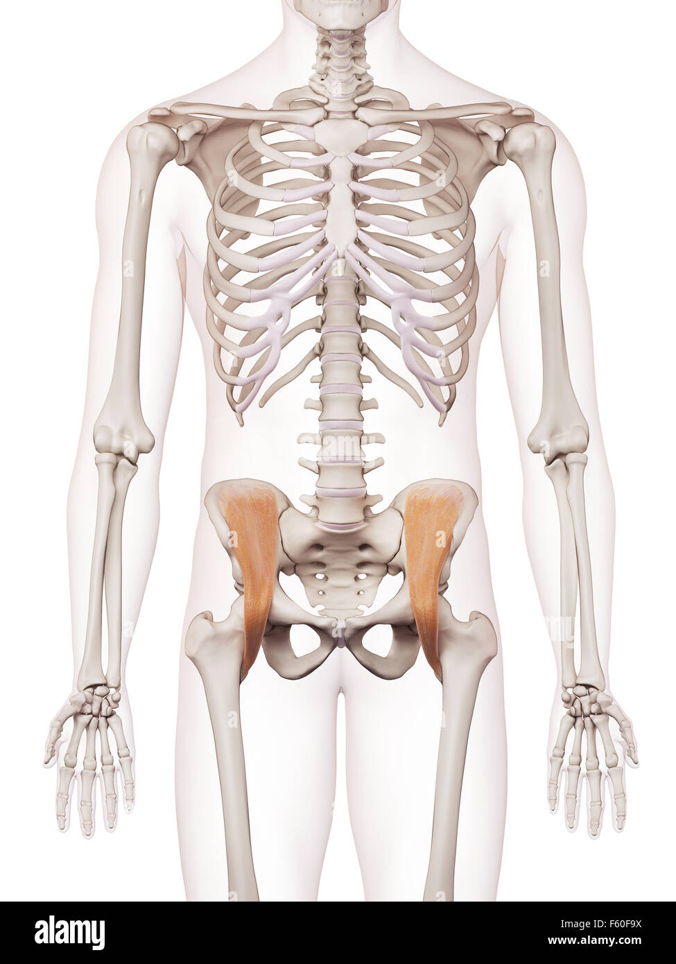 medically accurate muscle illustration of the iliacus Stock Photo - Alamy