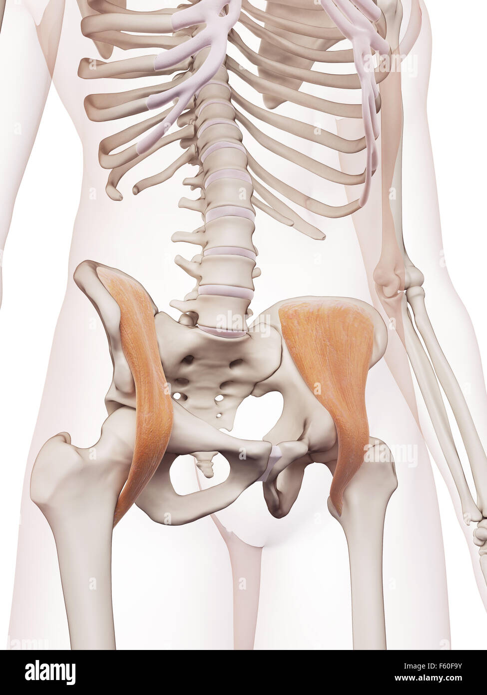 medically accurate muscle illustration of the iliacus Stock Photo - Alamy