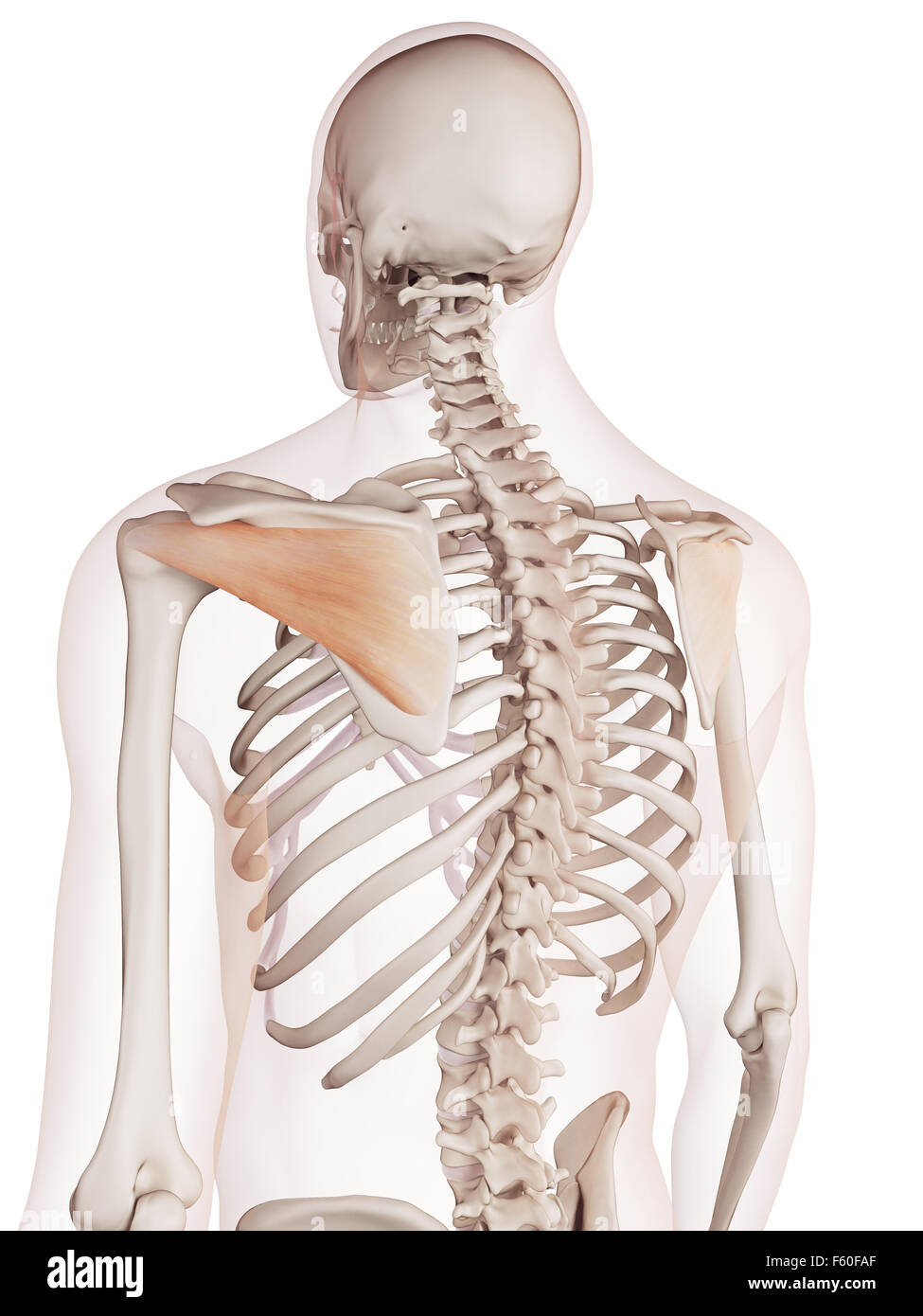 medically accurate muscle illustration of the infraspinatus Stock Photo ...