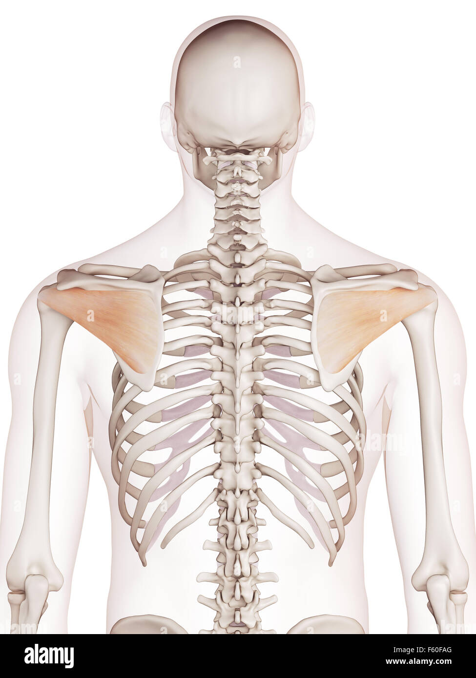 medically accurate muscle illustration of the infraspinatus Stock Photo ...