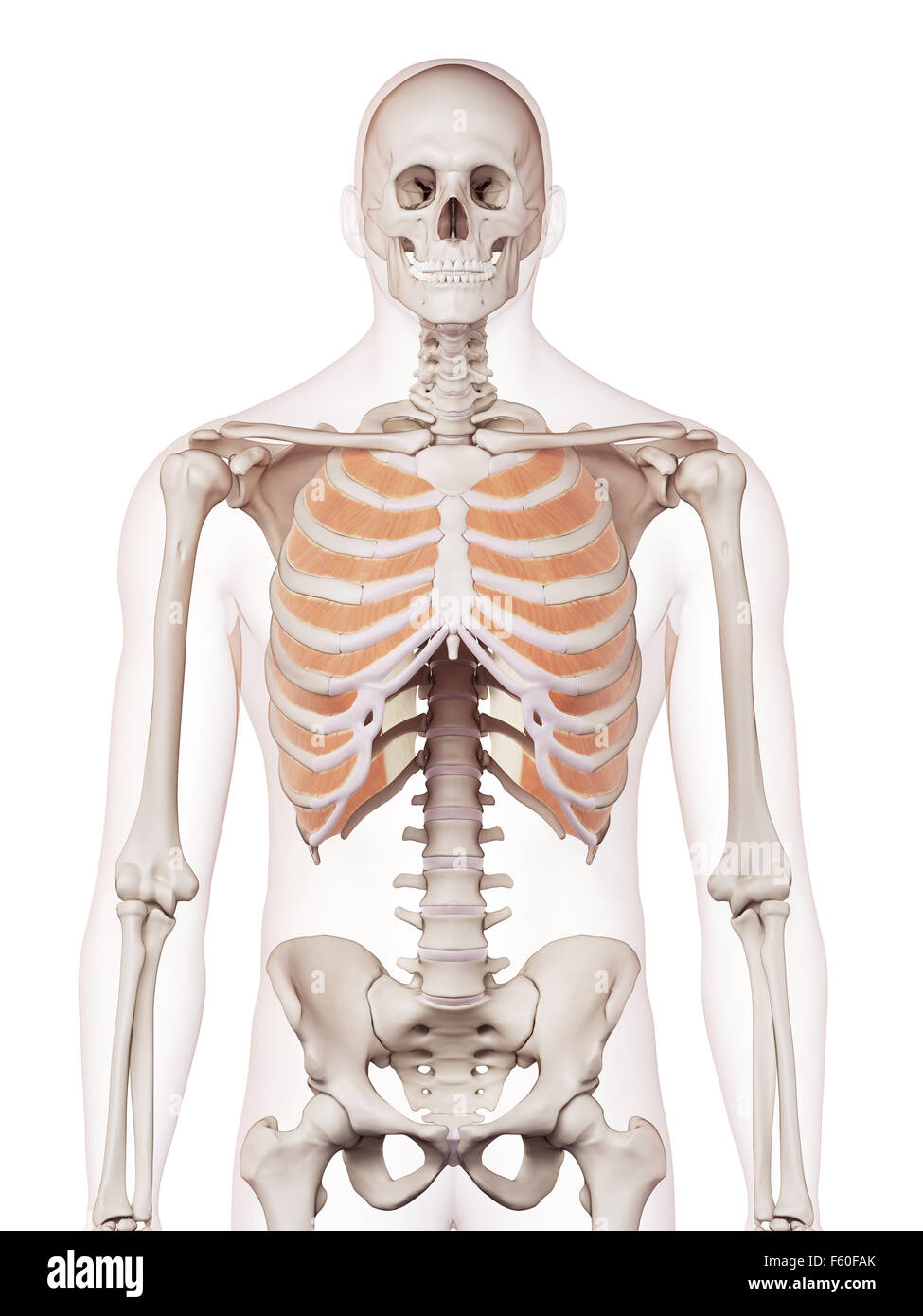 medically accurate muscle illustration of the inner intercostals Stock ...