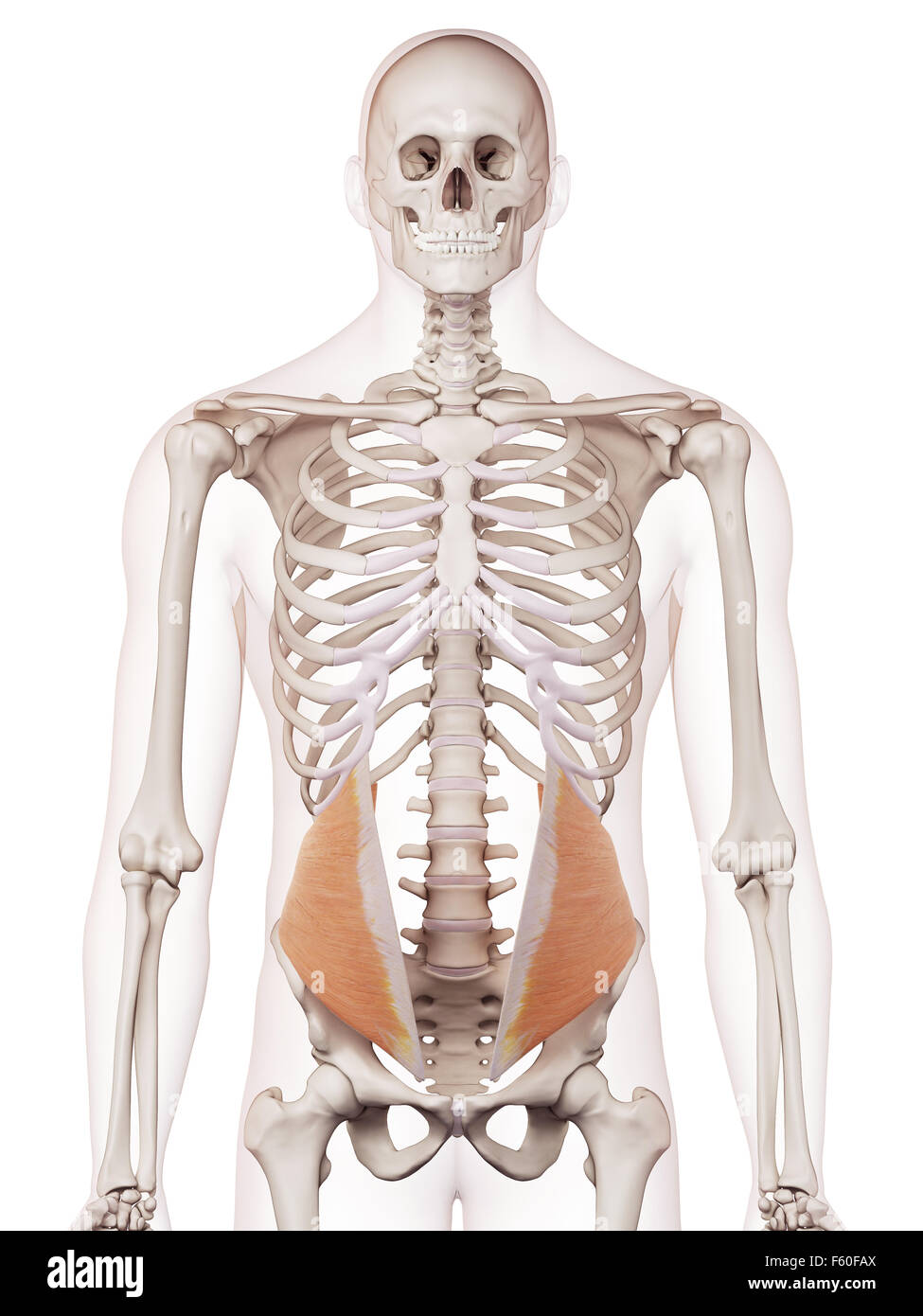Internal oblique abdominal muscle hi-res stock photography and images ...