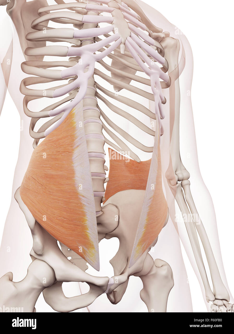 Internal oblique abdominal muscle hi-res stock photography and images ...