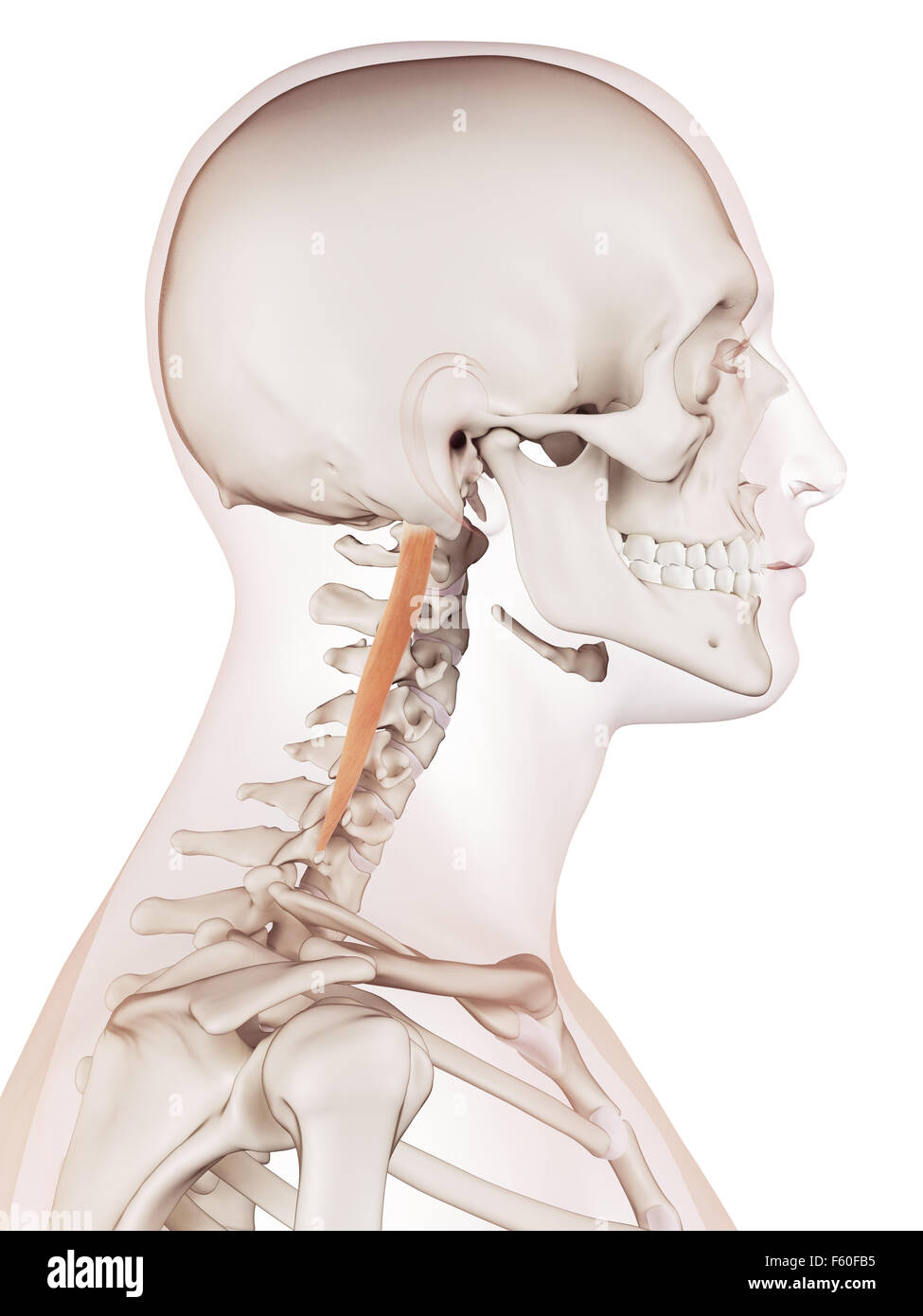 medically accurate muscle illustration of the longissimus capitis Stock ...