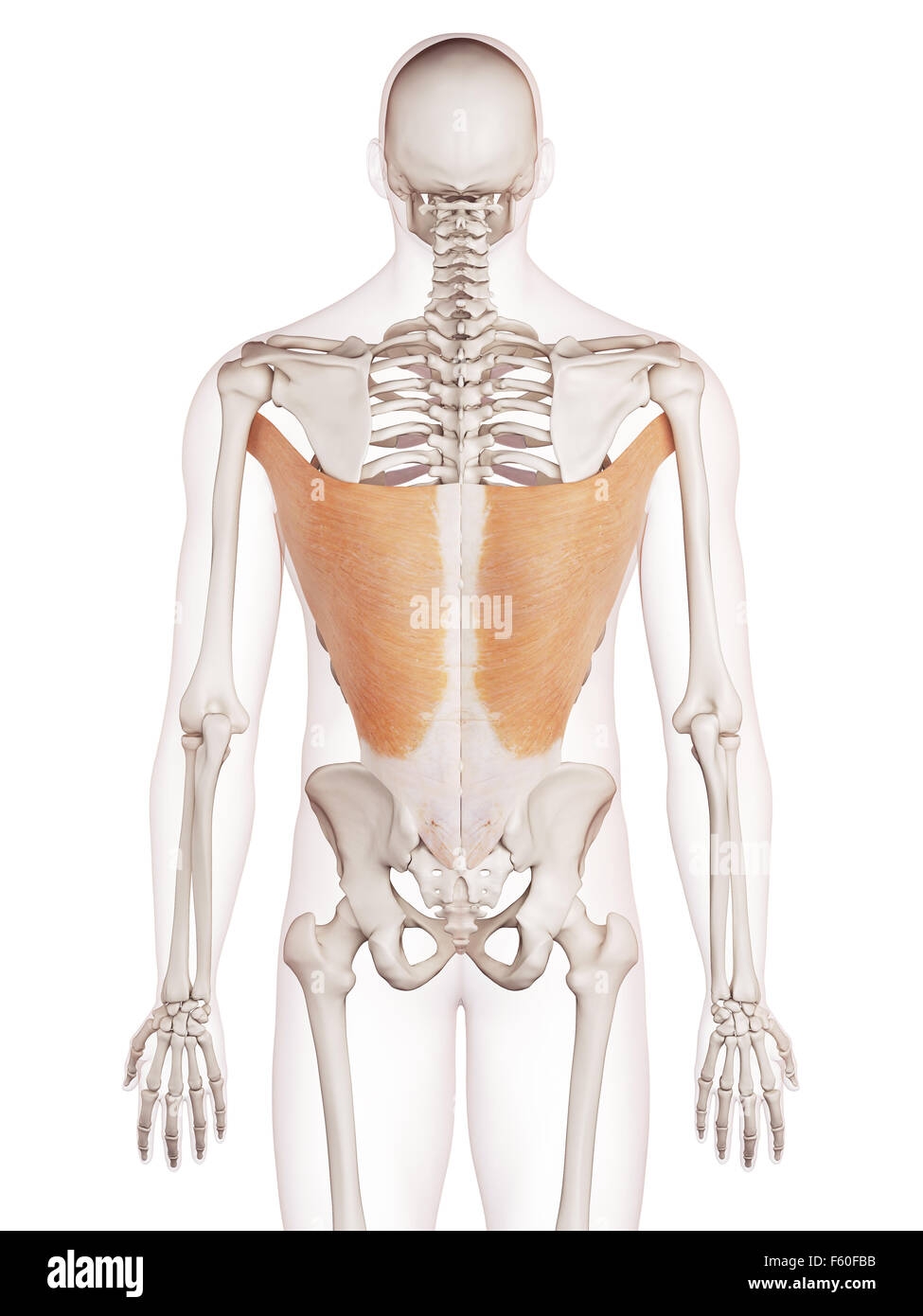 medically accurate muscle illustration of the latissimus dorsi Stock ...