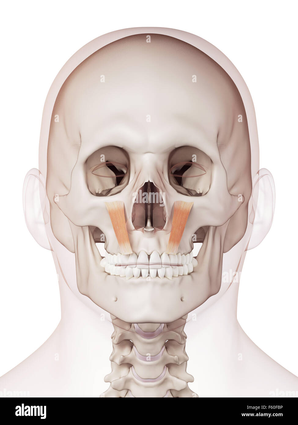 Levator labii superioris hi-res stock photography and images - Alamy